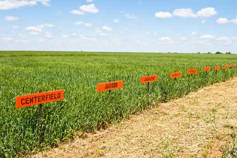 Food Security, One Breeder at a Time -Plant Breeding Software